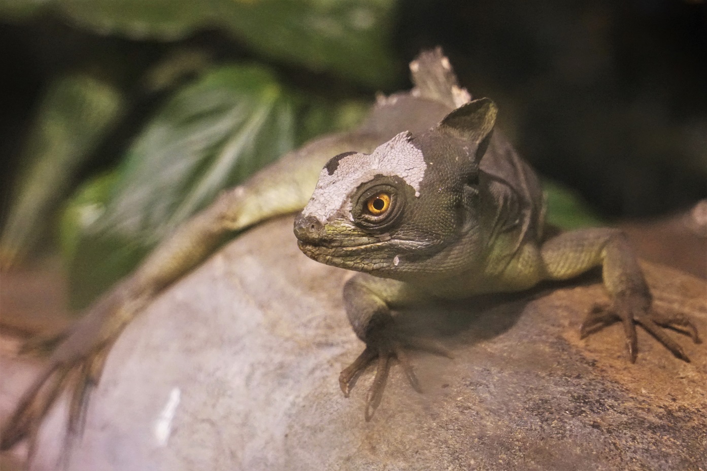 Roheline kiiverbasilisk - Tallinn Zoo
