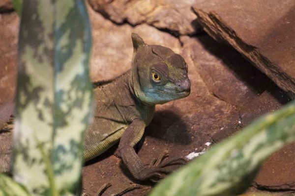 Roheline kiiverbasilisk - Tallinn Zoo