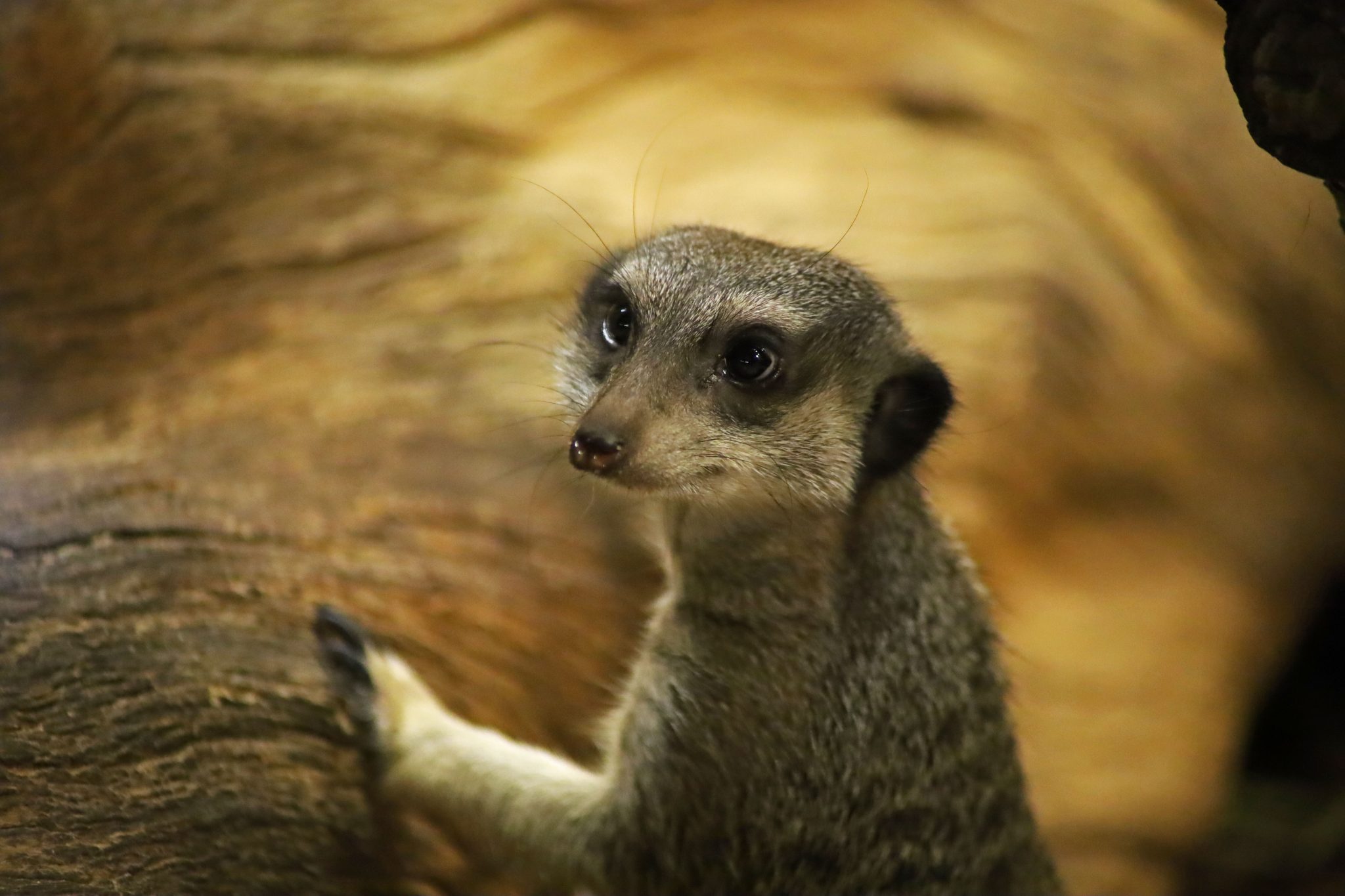 Surikaat - Tallinn Zoo