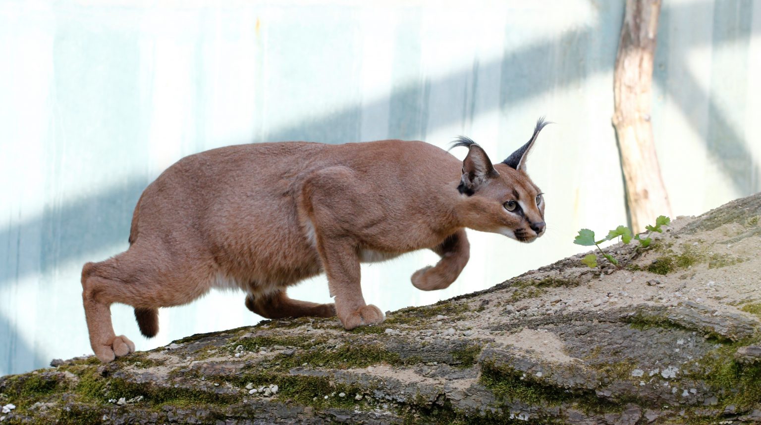 Avaleht - Tallinna Loomaaed