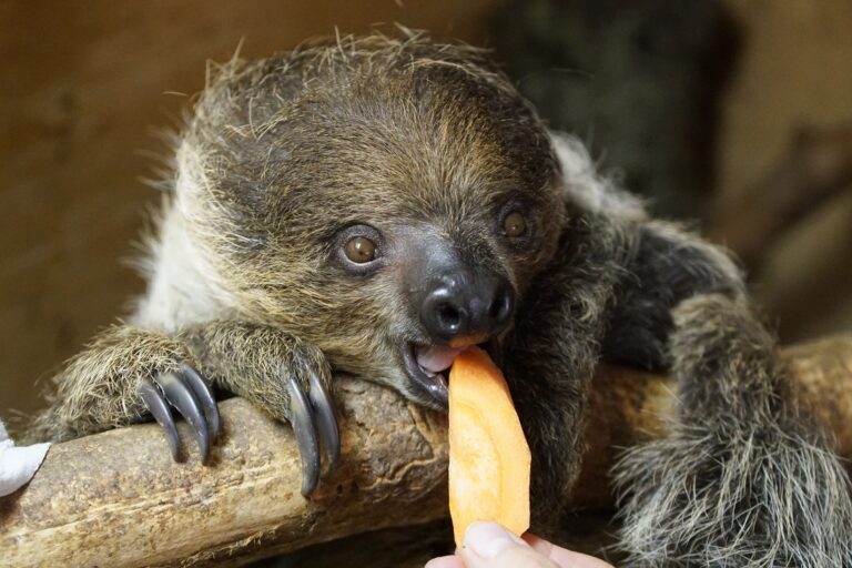 Avaleht - Tallinna Loomaaed