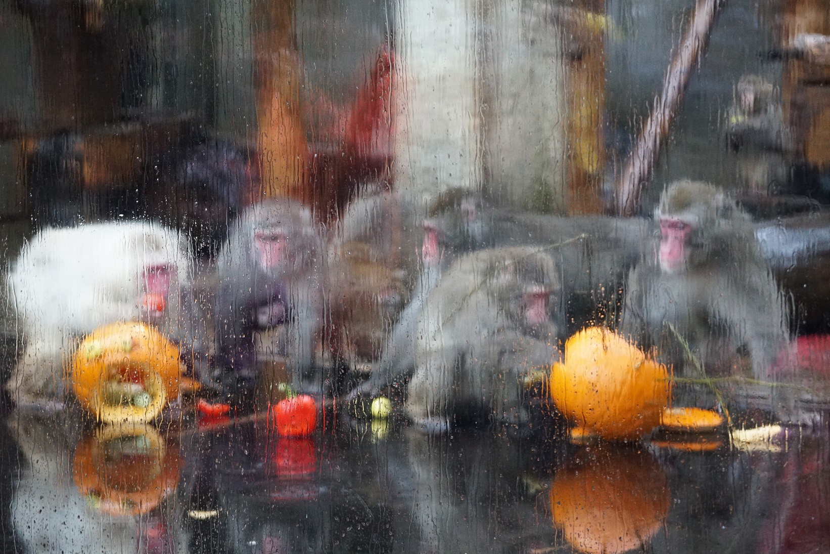 Audio guide - Tallinn Zoo