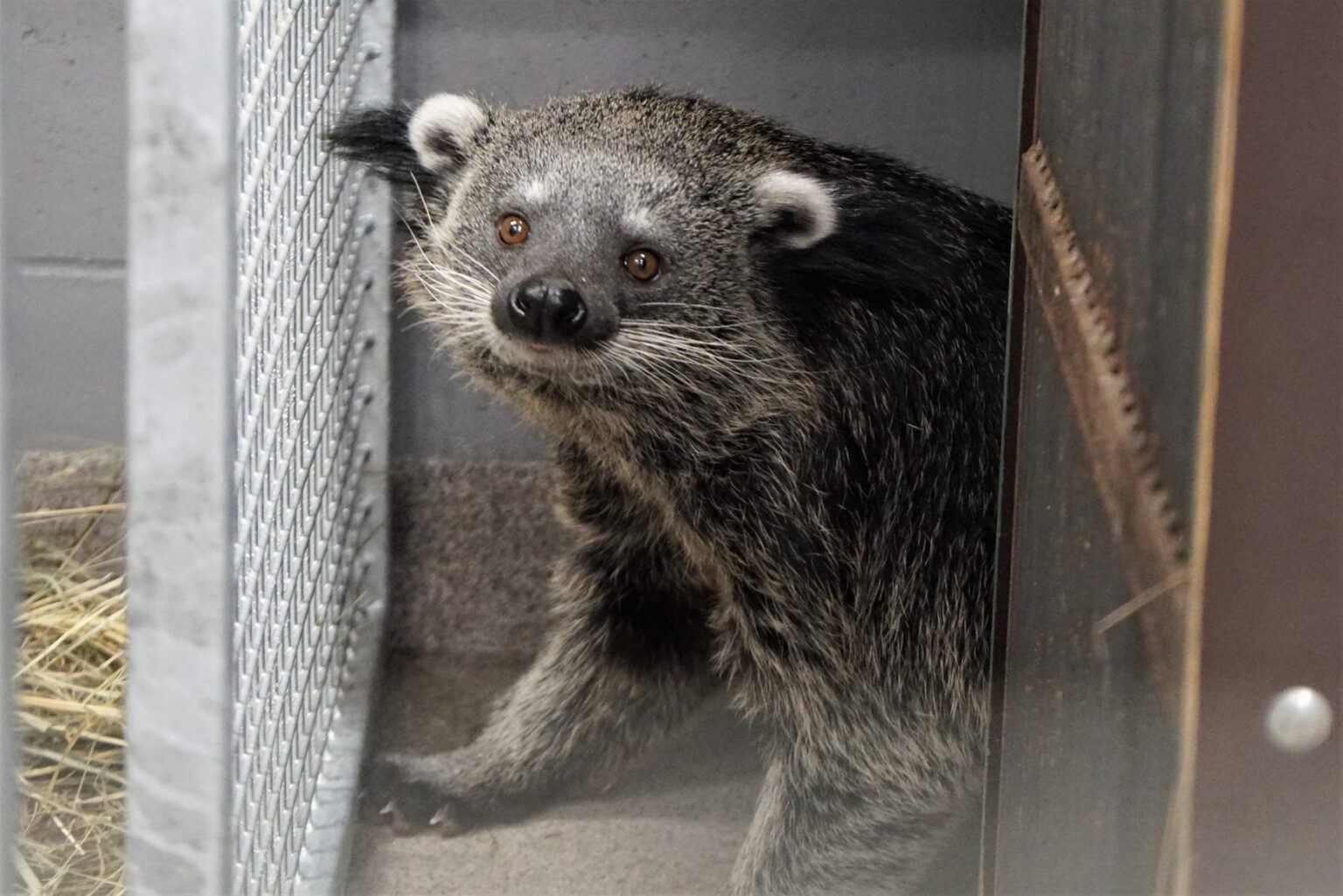 Binturong - Tallinn Zoo