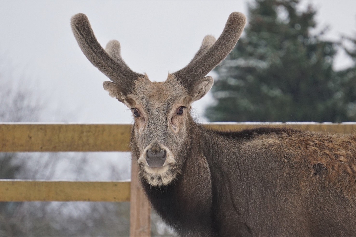 Jäljed lumel - Tallinn Zoo