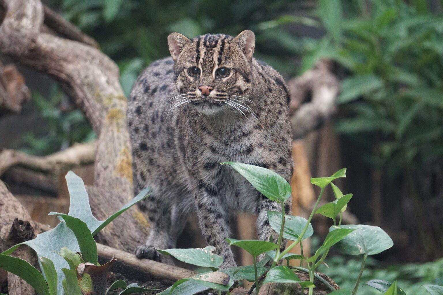 Kagu-Aasia Vihmamets - Tallinn Zoo