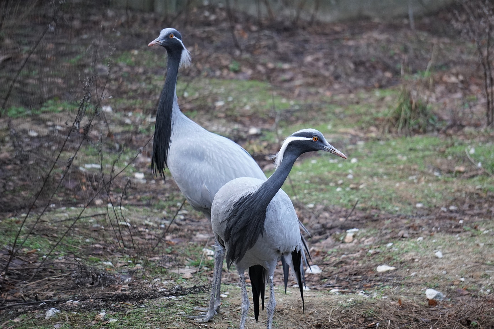 Ilmauperpallid teevad elu huvitavaks - Tallinn Zoo