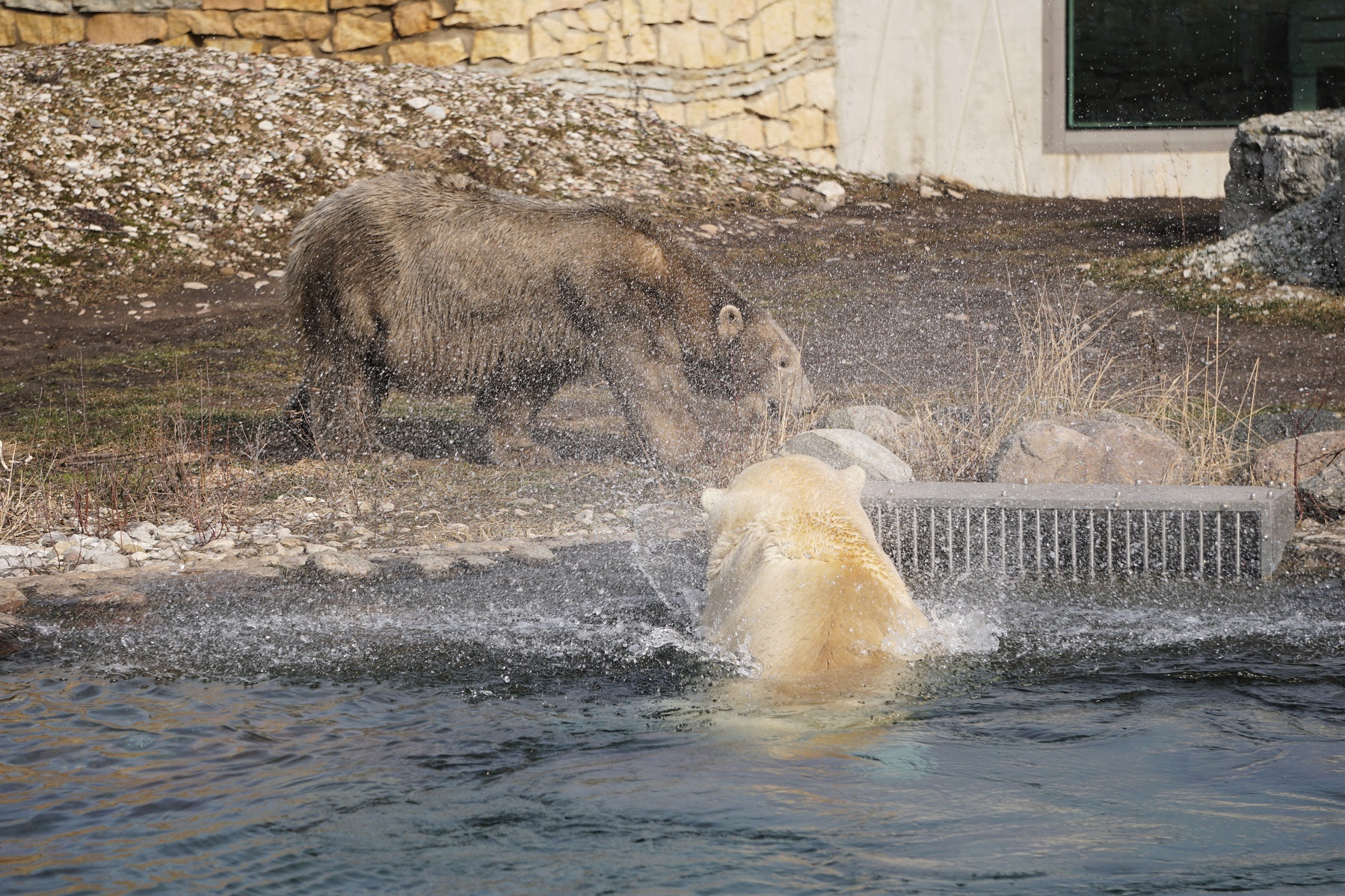 Kevad on jõudnud jääkarude õuele - Tallinn Zoo