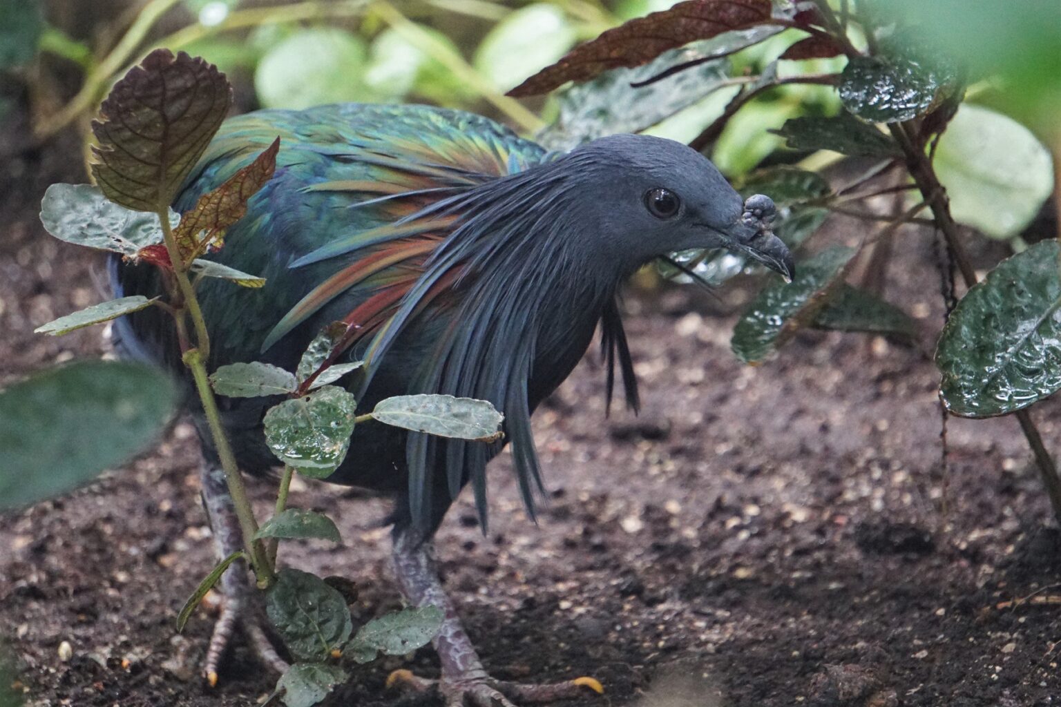 Kagu-Aasia Vihmamets - Tallinn Zoo