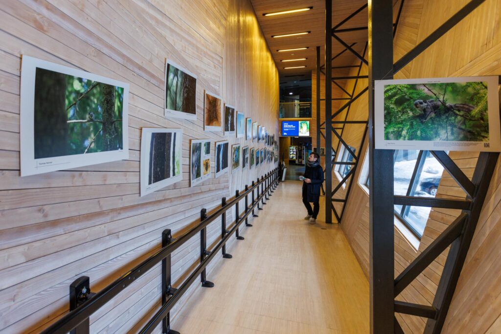 Näitus "Lendorav - aasta loom" - Tallinn Zoo