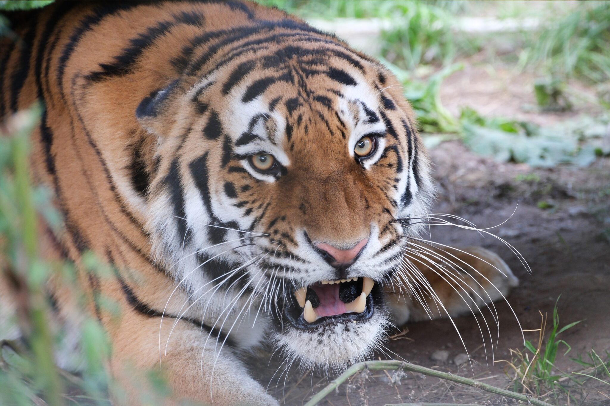 Tiiger - Tallinn Zoo