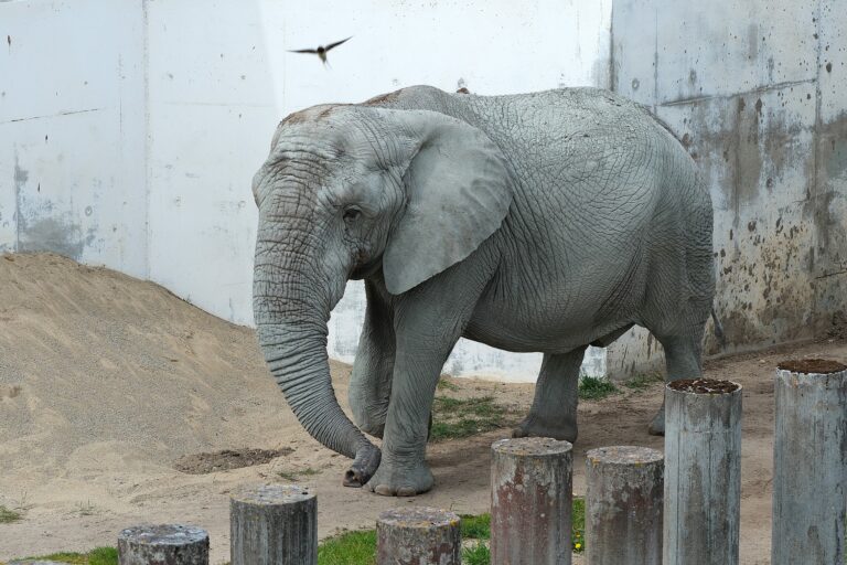 Avaleht - Tallinn Zoo