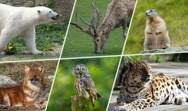 Avaleht - Tallinn Zoo