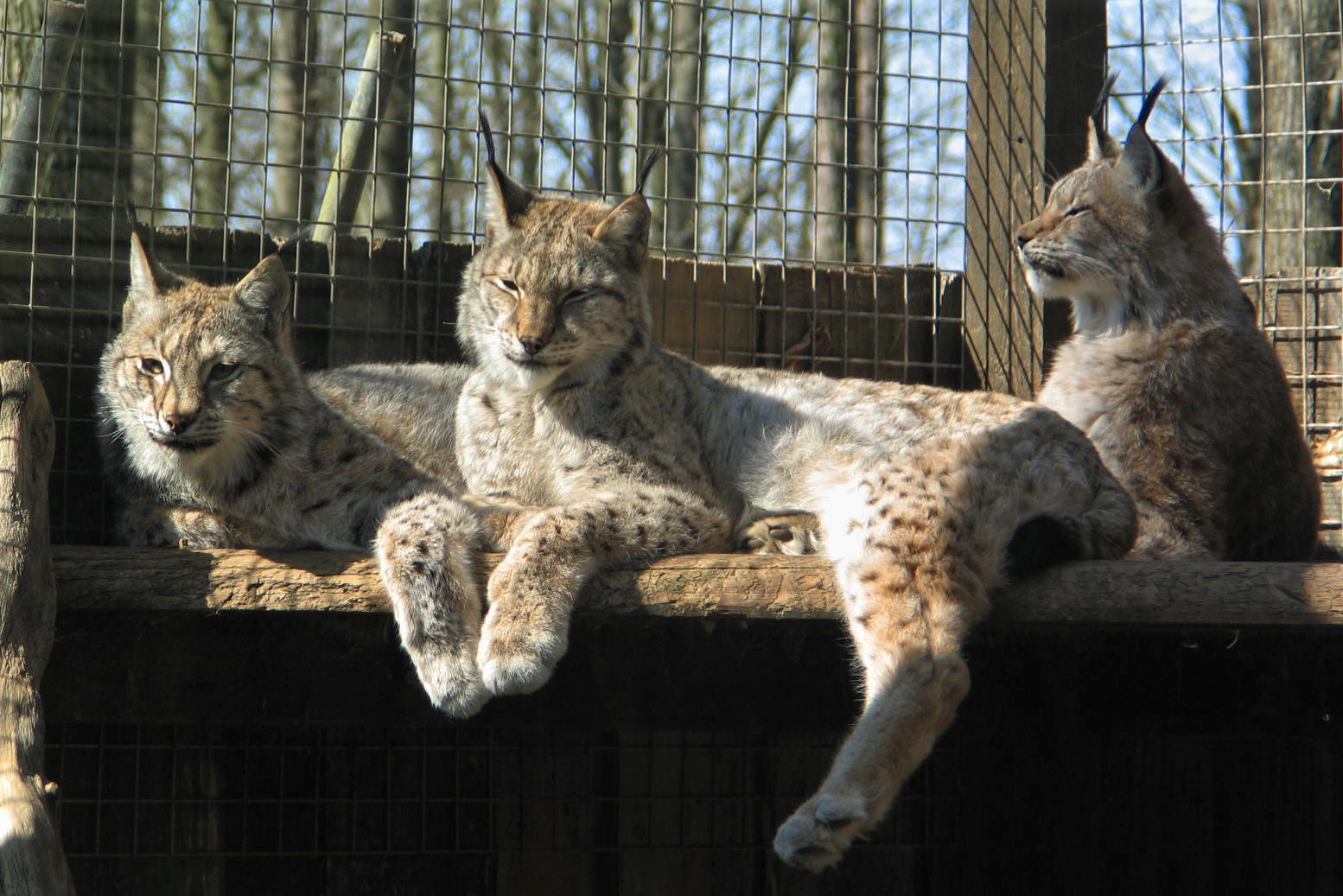 Euroopa ilve Jade - Tallinn Zoo