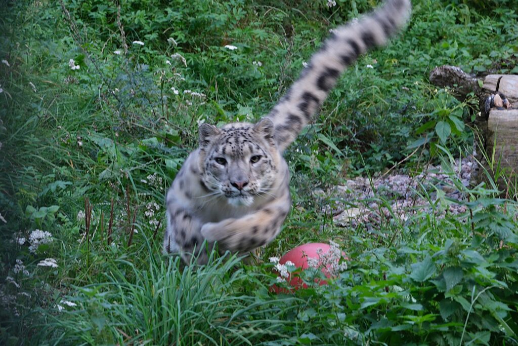 Audio guide - Tallinn Zoo