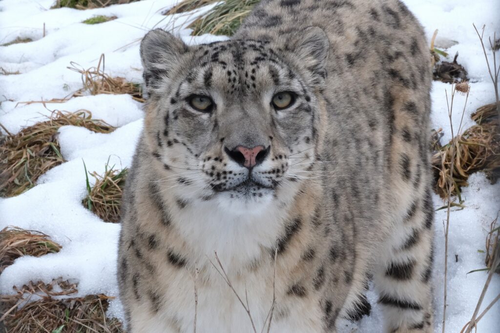 Audio guide - Tallinn Zoo